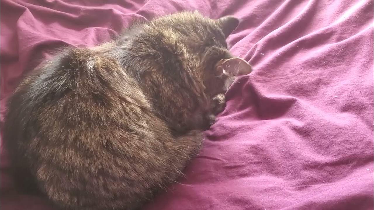 Cat on katnip. - YouTube