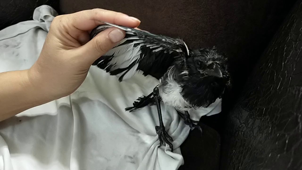 KARGAMEL'İN GÜNLÜĞÜ - YouTube