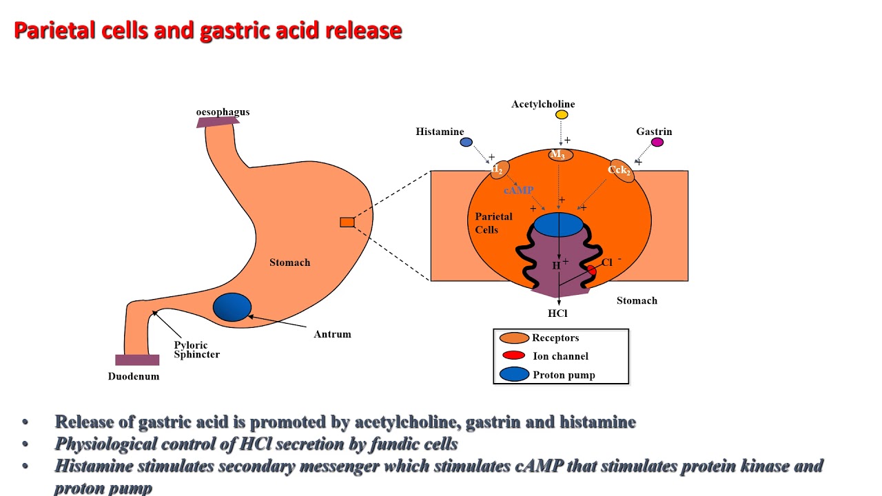 Drugs Used in GI Tract | GI | Pharmacology - YouTube