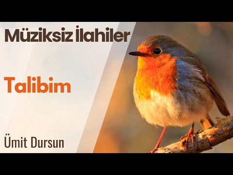 🌸Talibim - Ümit Dursun - Müziksiz İlahi #müziksizilahiler #engüzelilahiler 🌸