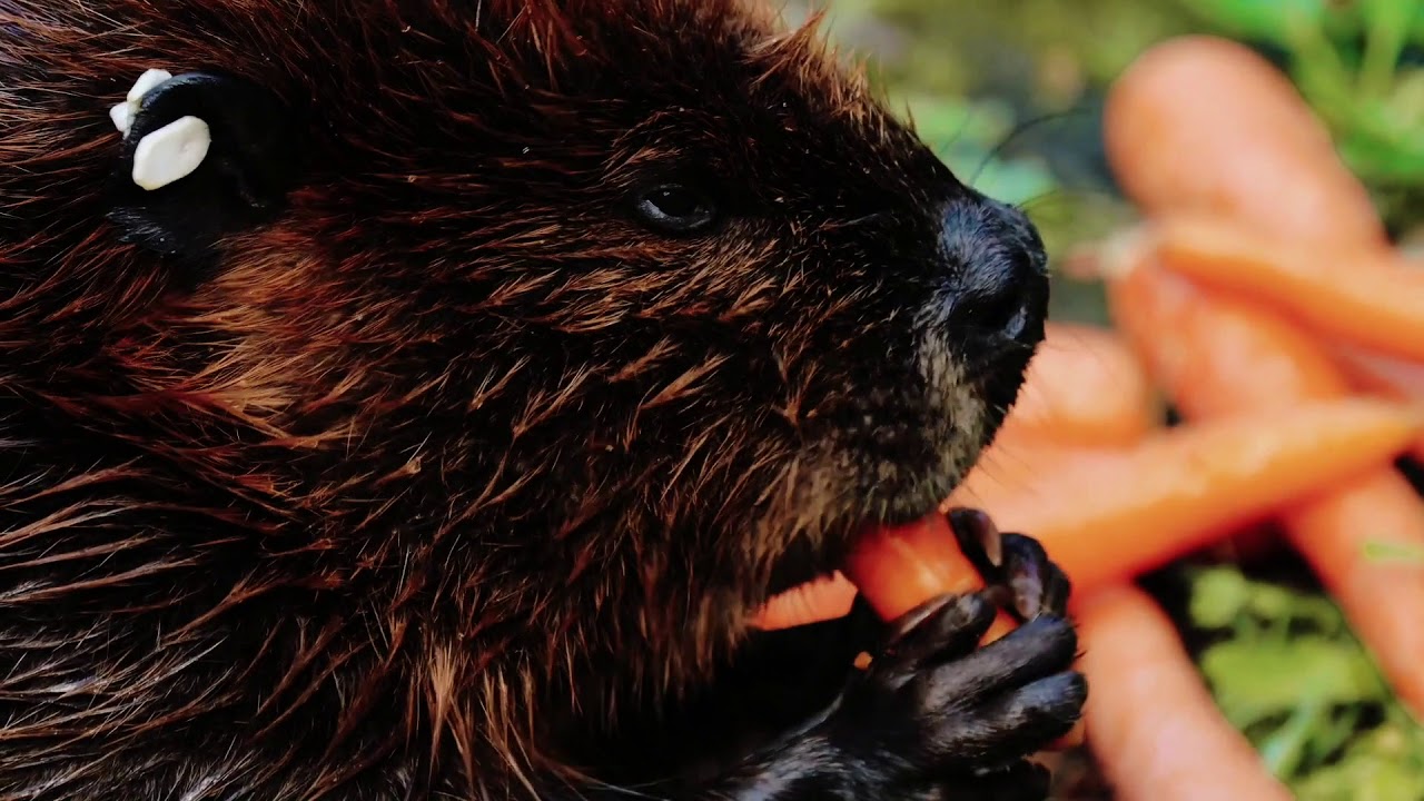 Chomp Chomp Munch (The Beaver Song) ~ Buzzing Bees Kids Music ...