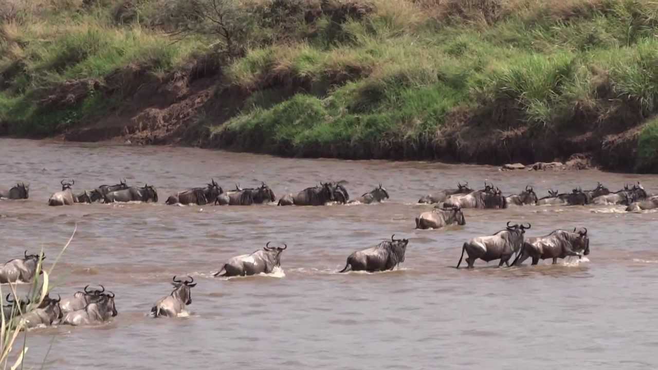 SERENGETI - GNU CROSSING 1/5 - 1ST AUGUST 2012 - YouTube
