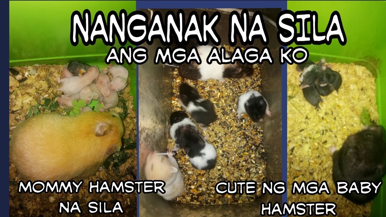 NANGANAK NA SILA ANG MGA HAMSTER KO SIMPLENG TIPS PARA SA PAG AALAGA SA ...