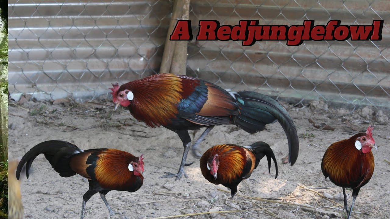 A Redjunglefowl ไก่ป่าเเดง Qaib qus liab - YouTube