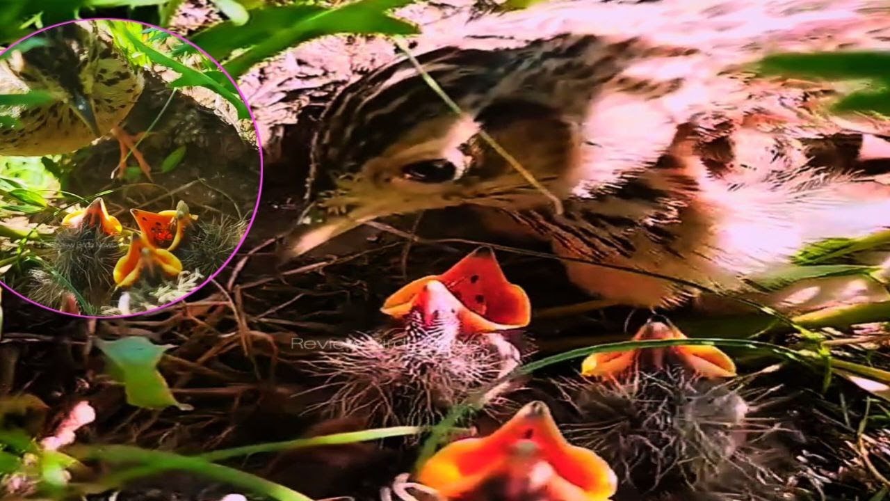 Eurasian skylark Birds - Catch a Crickets for your child to eat @Review ...