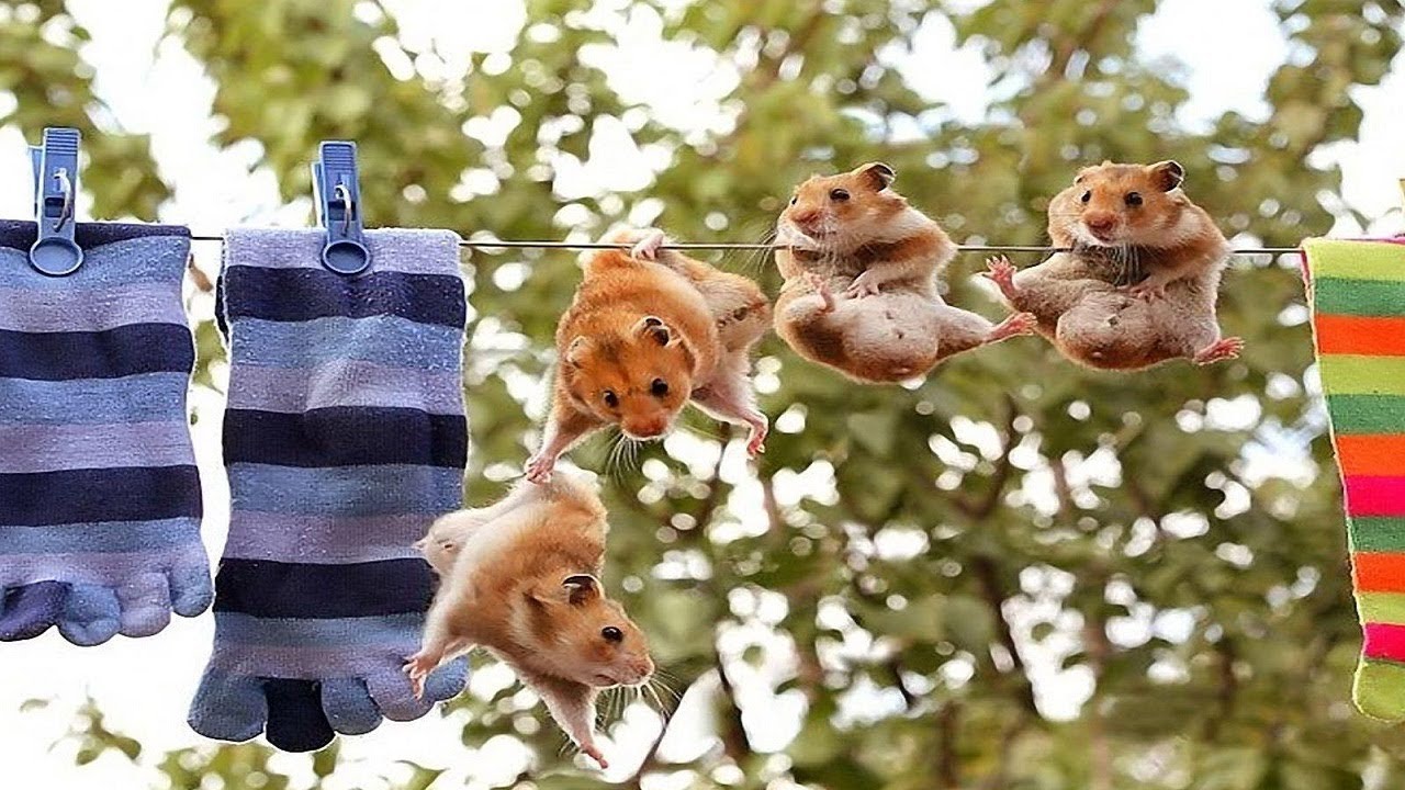 Recopilación de DIVERTIDOS y BONITOS HÁMSTERS - FUNNY and CUTE HAMSTERS ...