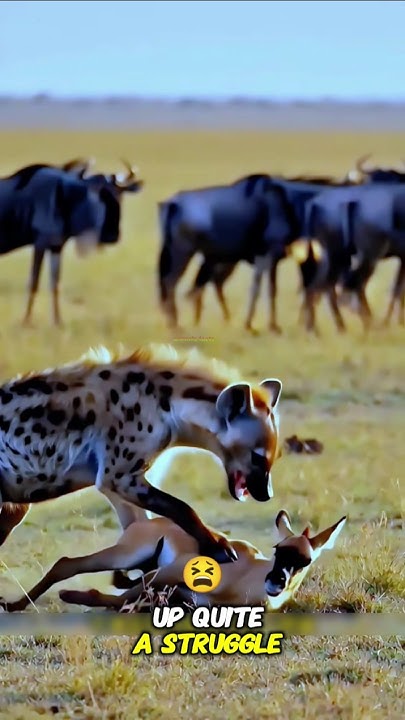 Wild Dog vs. Young Antelope—A Fierce Struggle #shorts #animals # ...