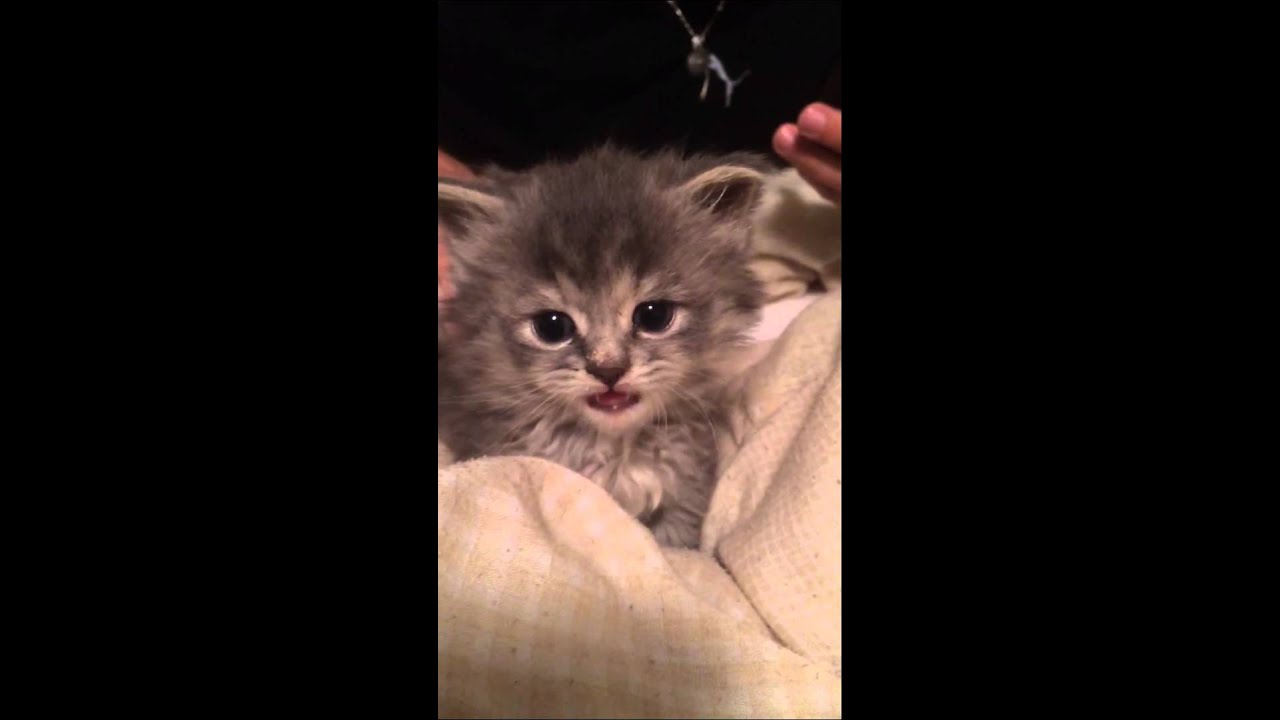 Most vicious kitten in the world. - YouTube