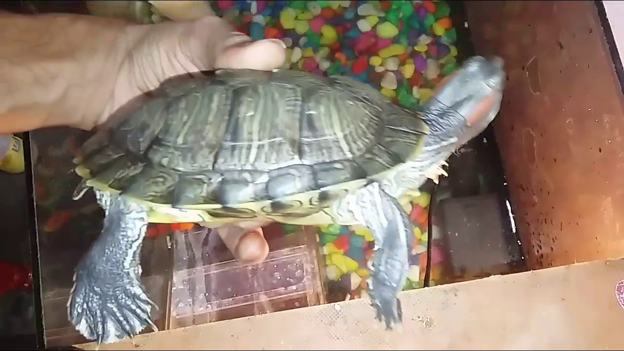 My Tartal DIY - YouTube