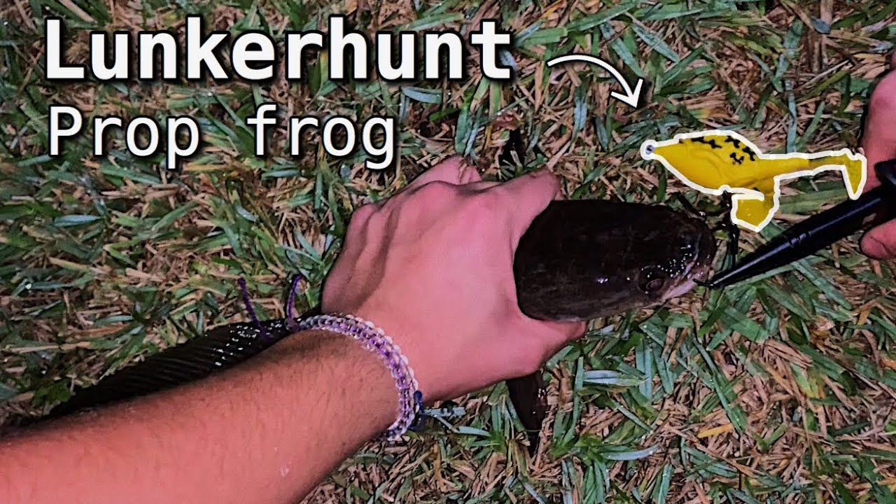 Lunker hunt prop frog *SNAKEHEAD* fishing at night - YouTube