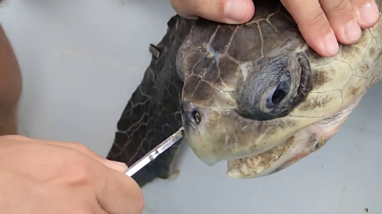 Cabut kayu parasit dalam hidung penyu - YouTube