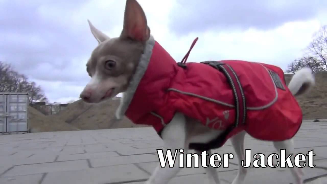 new Dog Product Testing Team reviews Tawzer Dog LLC Hurtta Collection ...