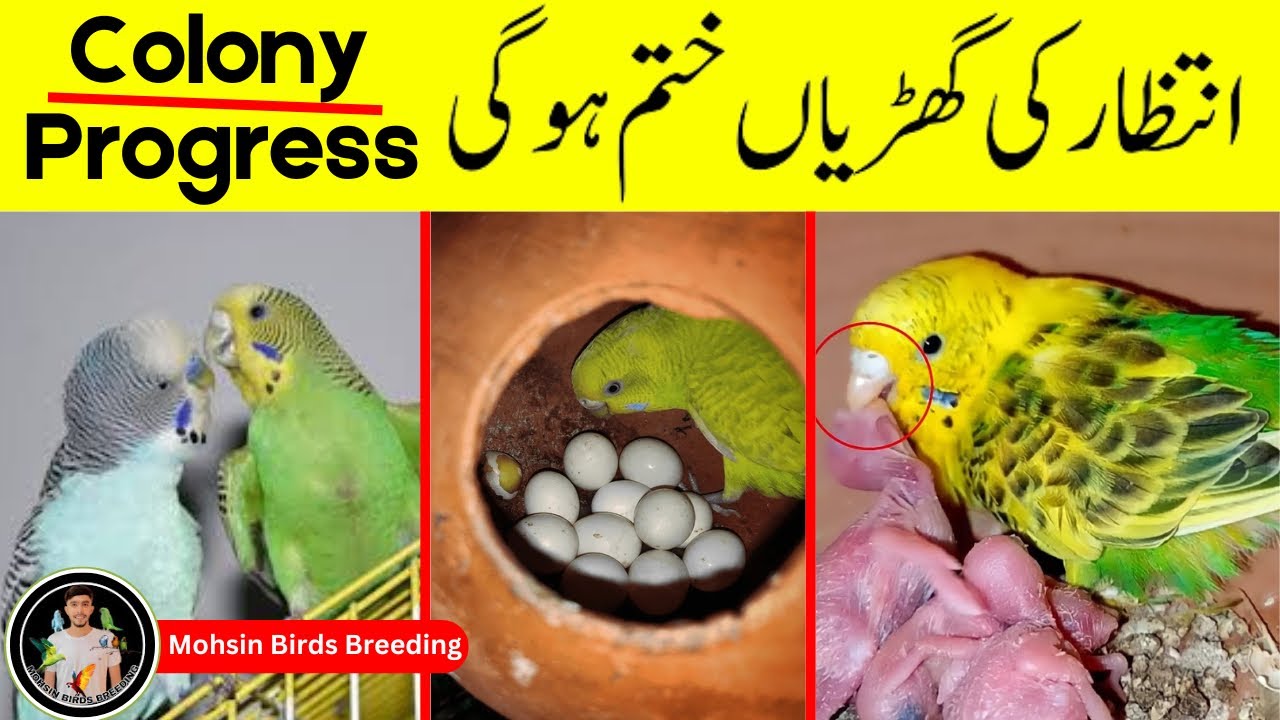 budgies parrot love bite java breeding progress - YouTube