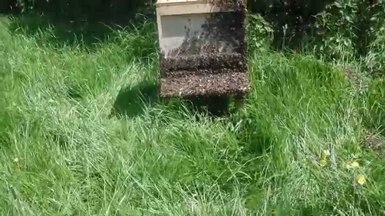 Bees everywhere - YouTube