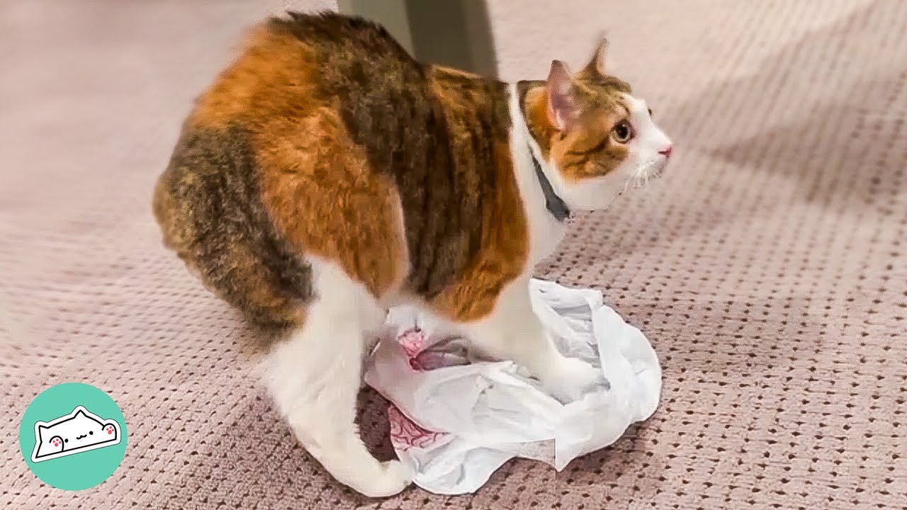 Tailless Cat Struggles To Fit In. But Her Can-Do Attitude Shines ...