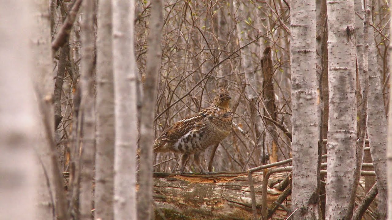 BWCA Grouse | The Flush - Season 10, Episode 2 - YouTube