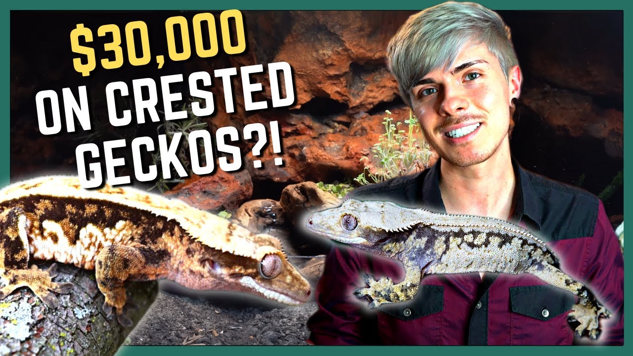 How PetTube Became a Full-Time Career | Tyler Rugge - YouTube