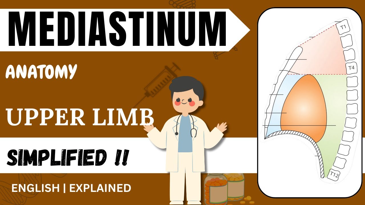 Mbbs Mediastinum Thorax Simplified English BDC Anatomy - YouTube