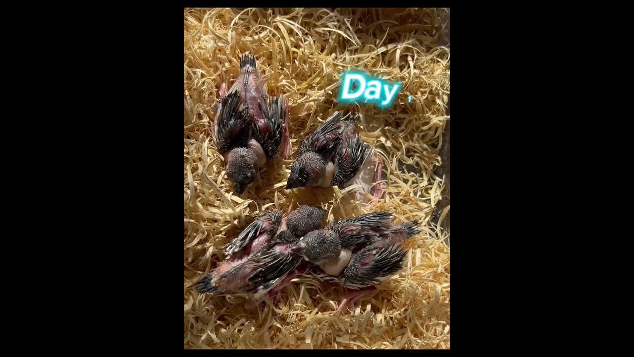 Java sparrow. eggs lying to hatching... - YouTube