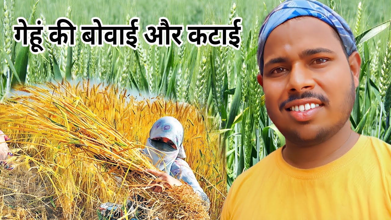 गेहूं🌾 की बोवाई और कटाई || Gehu🌾 ke bowae aur ktae #farmer #farmers # ...