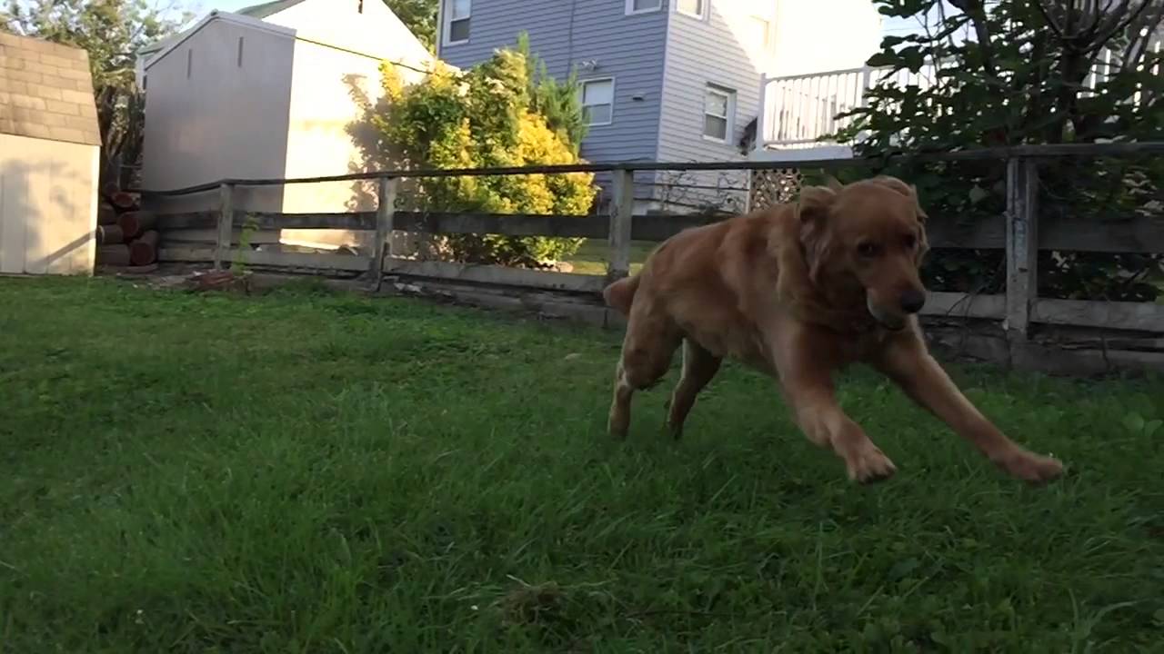 Tigger Running In Slow Motion. - YouTube