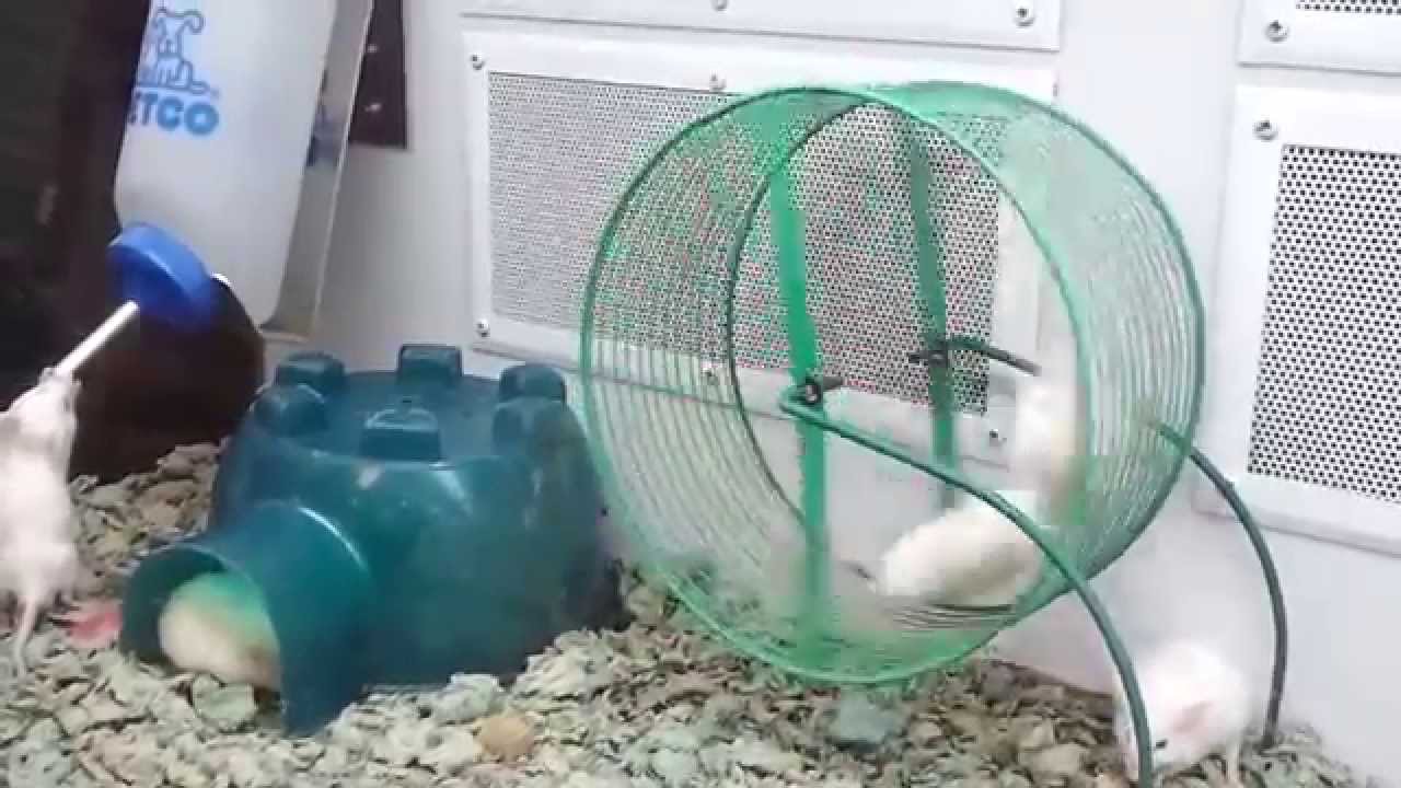Mouse Gets Stuck on Mouse Wheel - YouTube