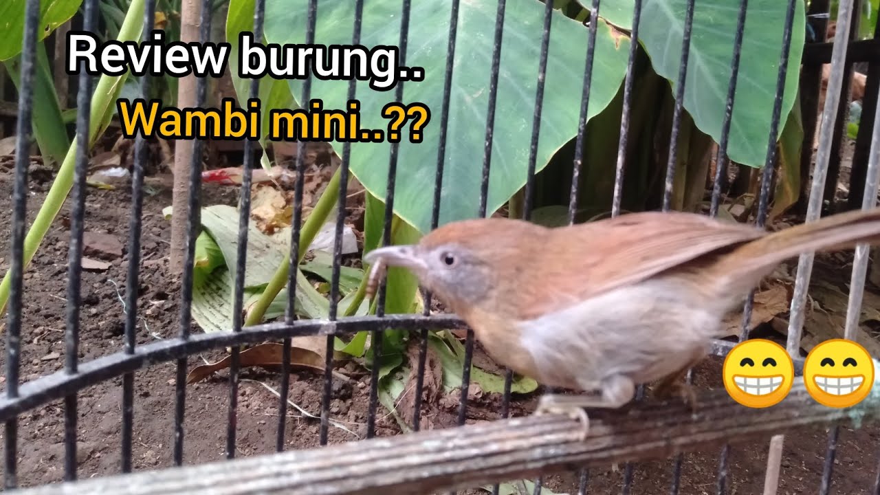 Review ciung air jawa atau wambe mini..!! 2022 😁😁 - YouTube