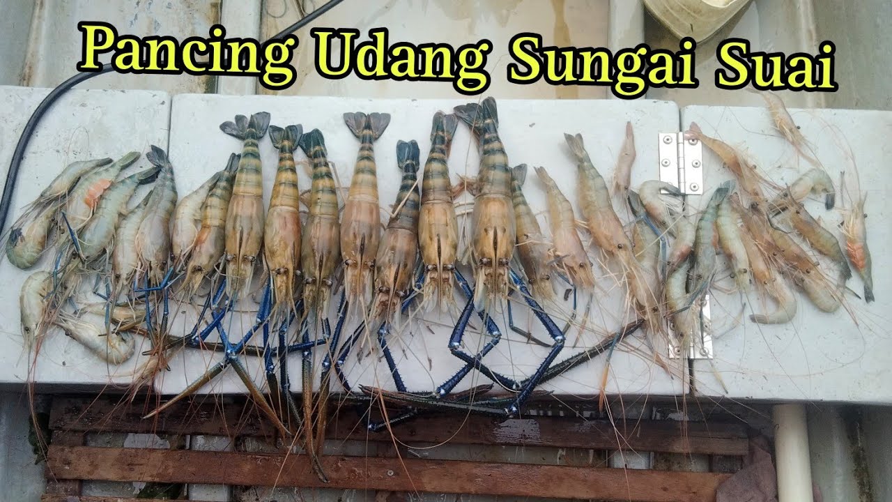 Udang Galah Jenggo 111 (Giant River Prawn) Sungai Suai - YouTube