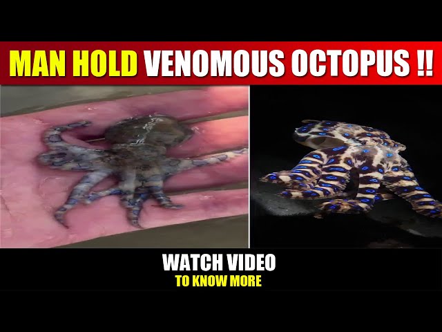 Blue Ringed Octopus Memes