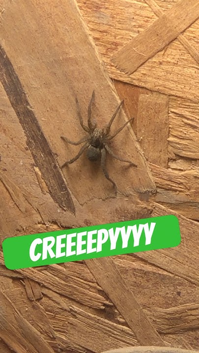 Creepy Crawly! #spiders #makethisviral #nature #campvibes #nativebeauty ...