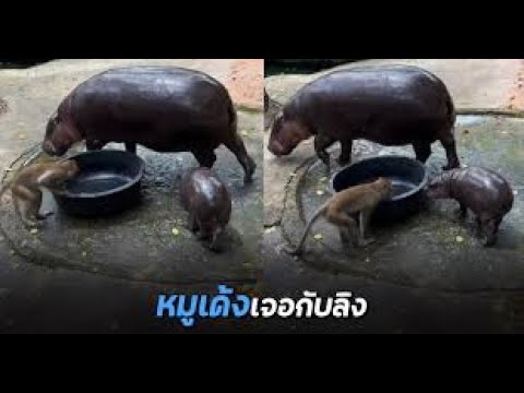 when Moo deng VS monkey . Let's see. #หมูเด้ง #ฮิปโปหมูเด้ง #moodeng ...