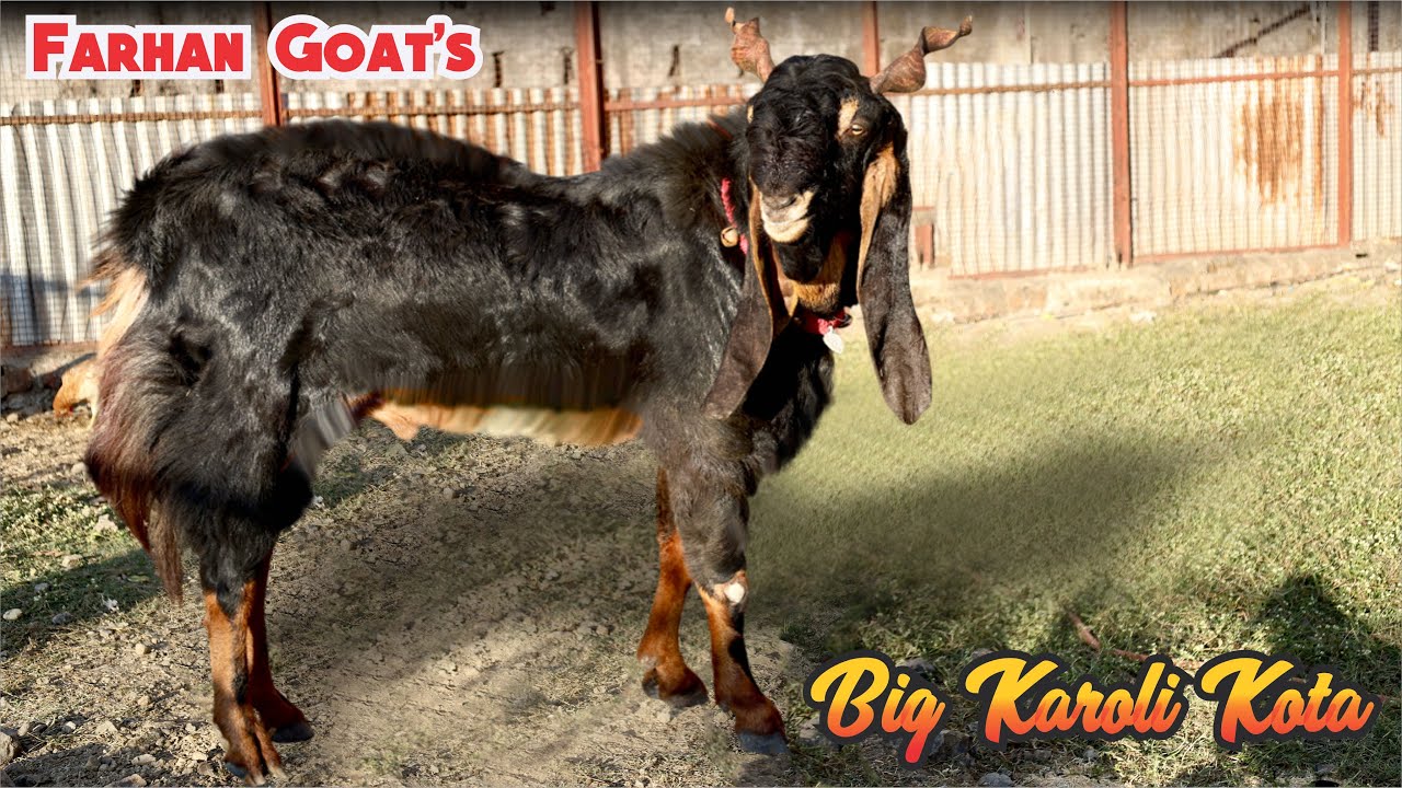 Big Karoli Kota Goat At Farhan Goat’s - YouTube