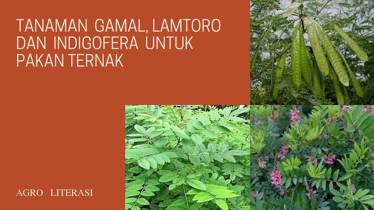 Tanaman Gamal, Lamtoro dan Indigofera Untuk Ternak Kambing dan Sapi ...