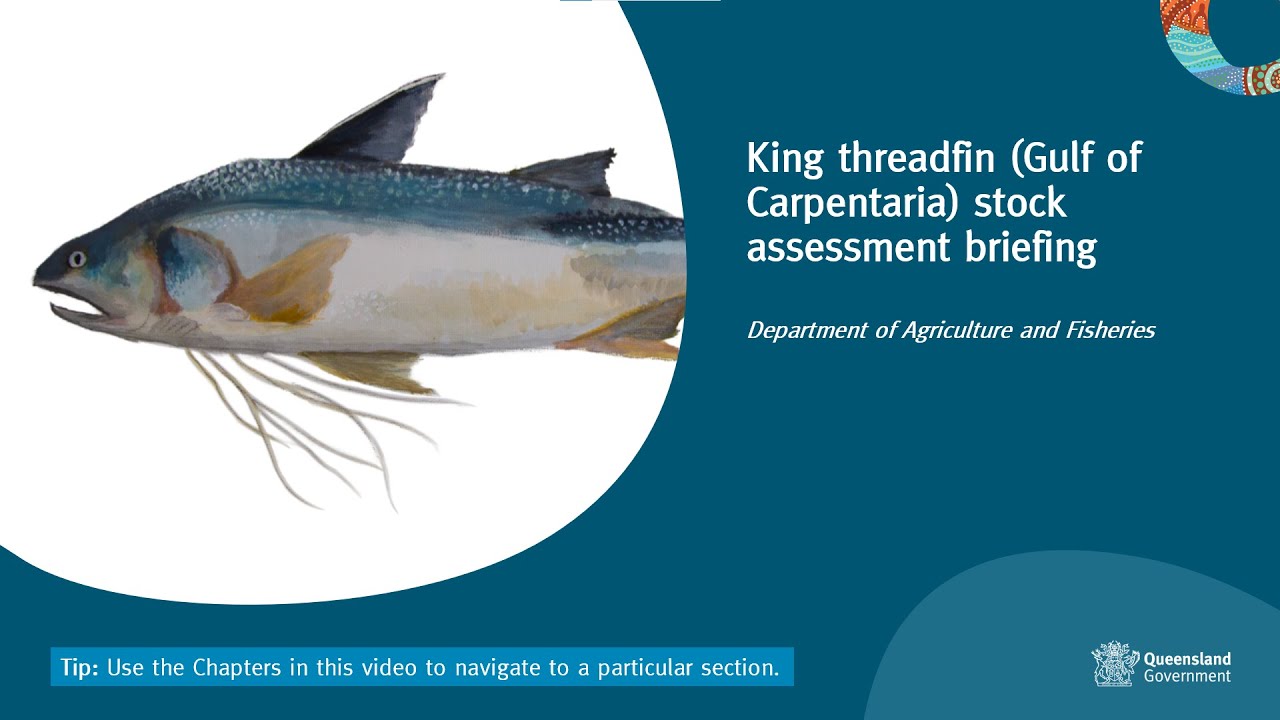 King threadfin (Gulf of Carpentaria) stock assessment briefing - YouTube