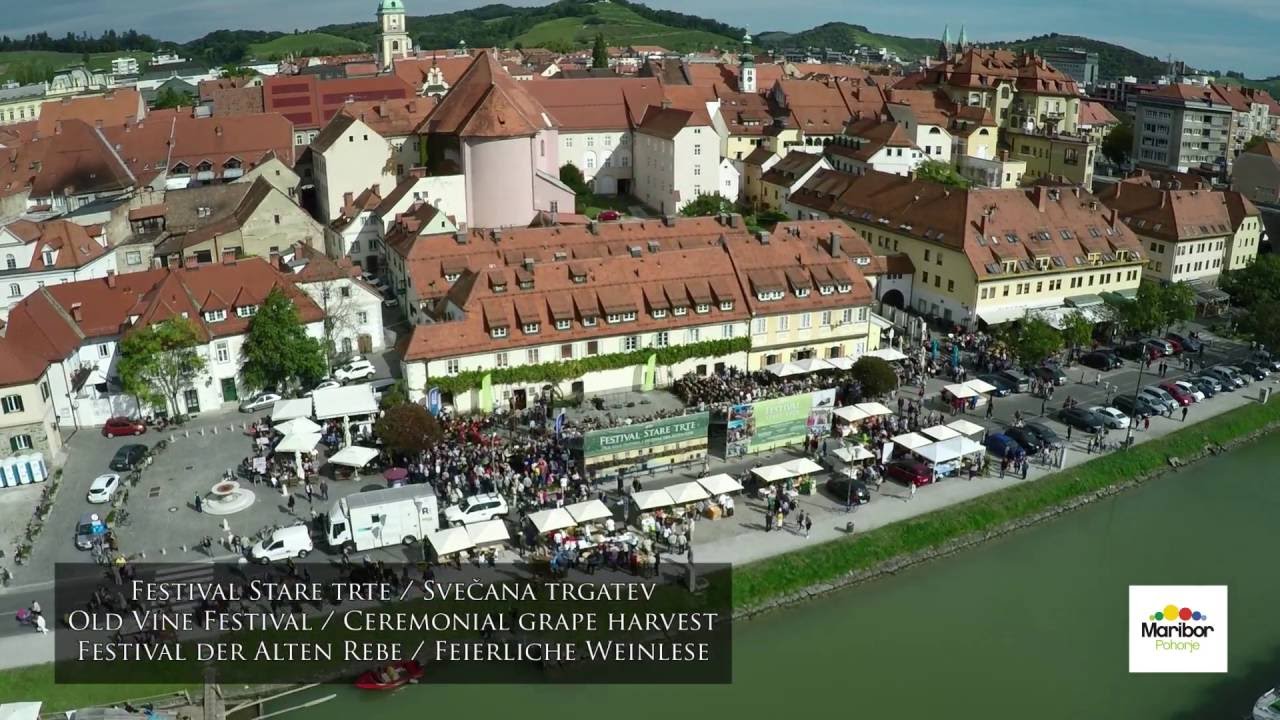 Festival Stare trte v Mariboru - poklon najstarejši trti na svetu ...