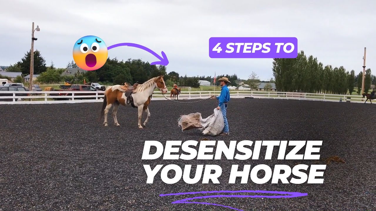 How to Desensitize ANY Horse in 4 simple steps! - YouTube