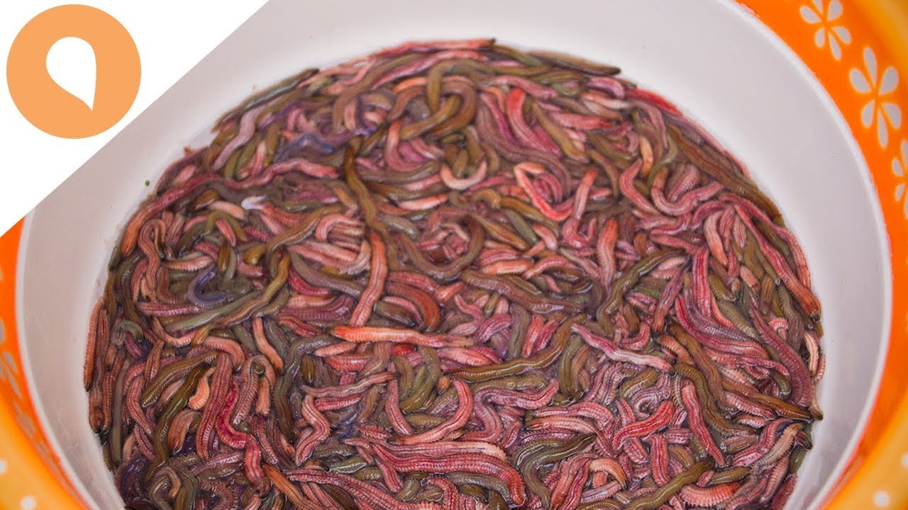 HAVE YOU EVER EATEN A... SANDWORM? - HANOI HIDDEN DELIGHTS SERIES #2 ...