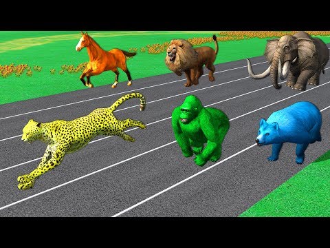 Learn Wild Animals Running Race Video For Kids - Learn Animals Names & Sounds For Children Toddlers