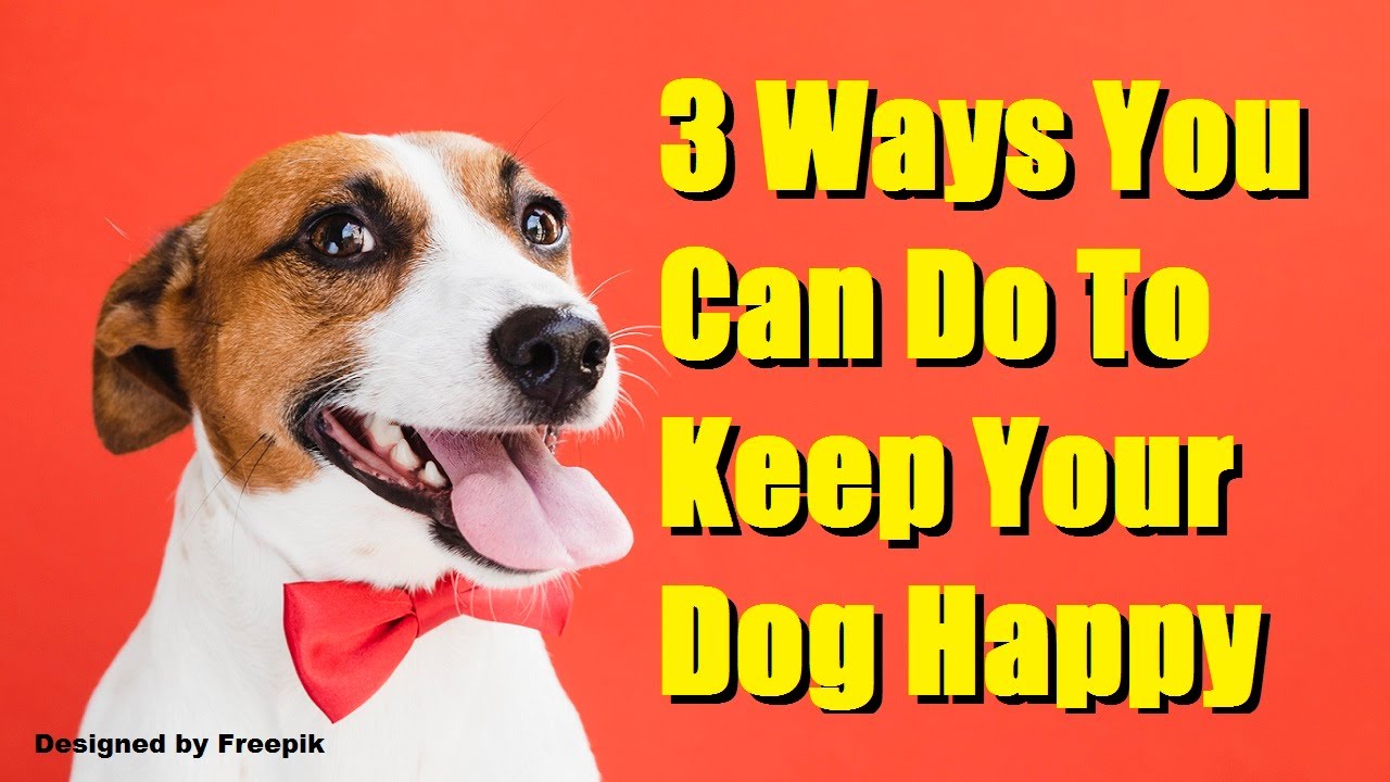 3 Simple Tips You Can Do To Keep Your Dog Happy - YouTube