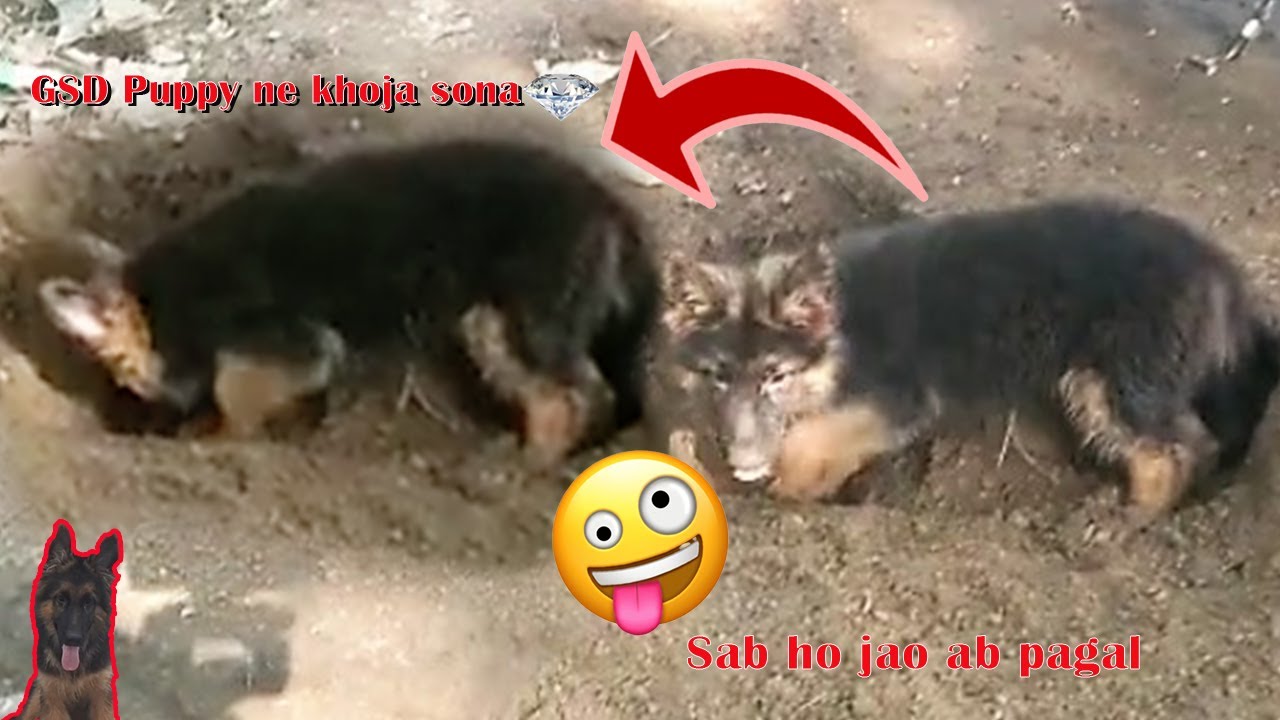Gsd Puppy ko mila sona | Paws House Kennel | Gsd Puppy For Sale | Puppy ...