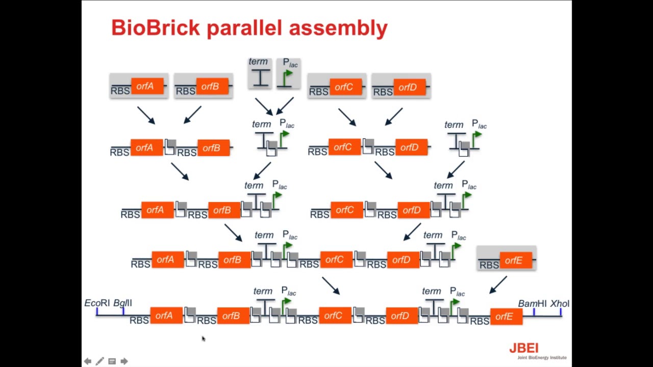 Fall2017 Flanking Homology DNA Assembly - YouTube