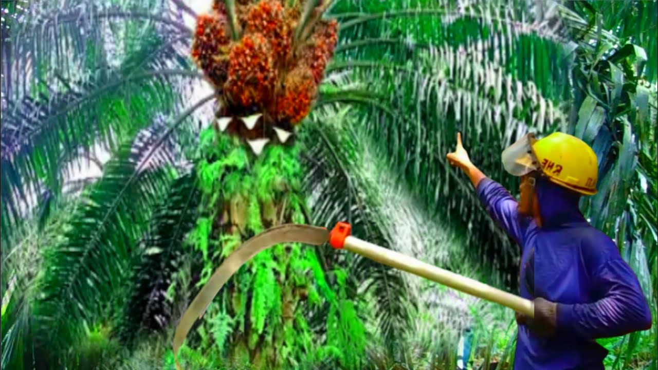 belajar menyabit kelapa sawit tinggi 35kaki_oil palm harvesting - YouTube
