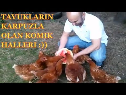 Tavuklar karpuz yiyor çok komik hayvanlar bunlar 😂