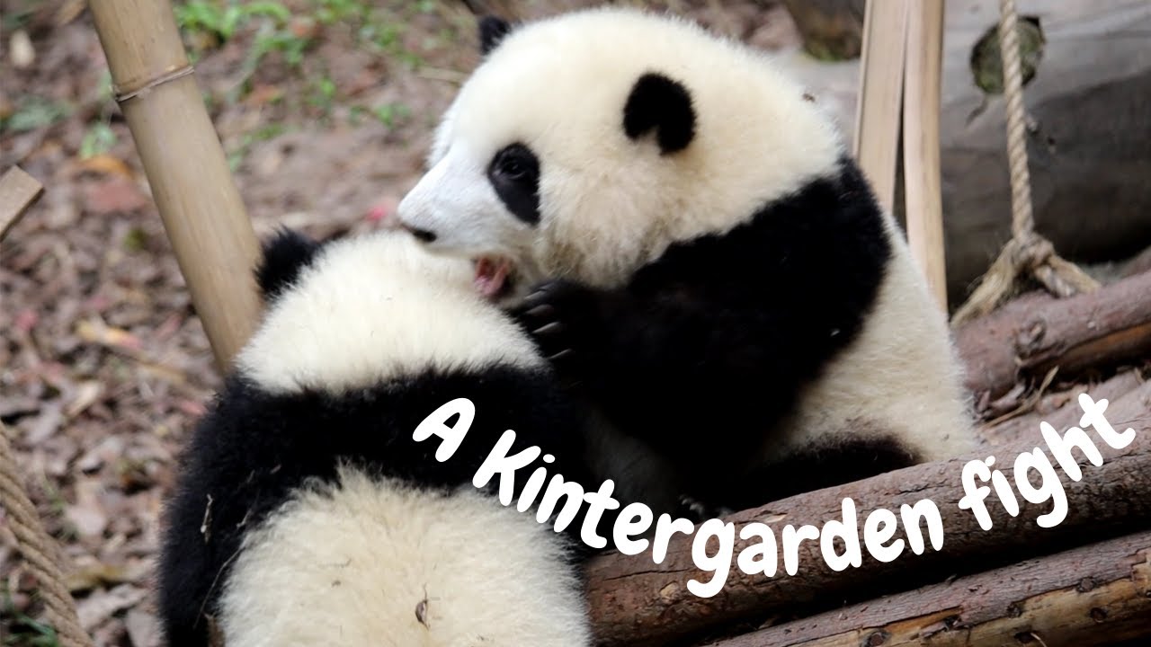 HeHua JinShuang Two Little Pandas Put On A Good Fight rua HeHua JinShuang Two Little Pandas Put On A Good Fight rua
