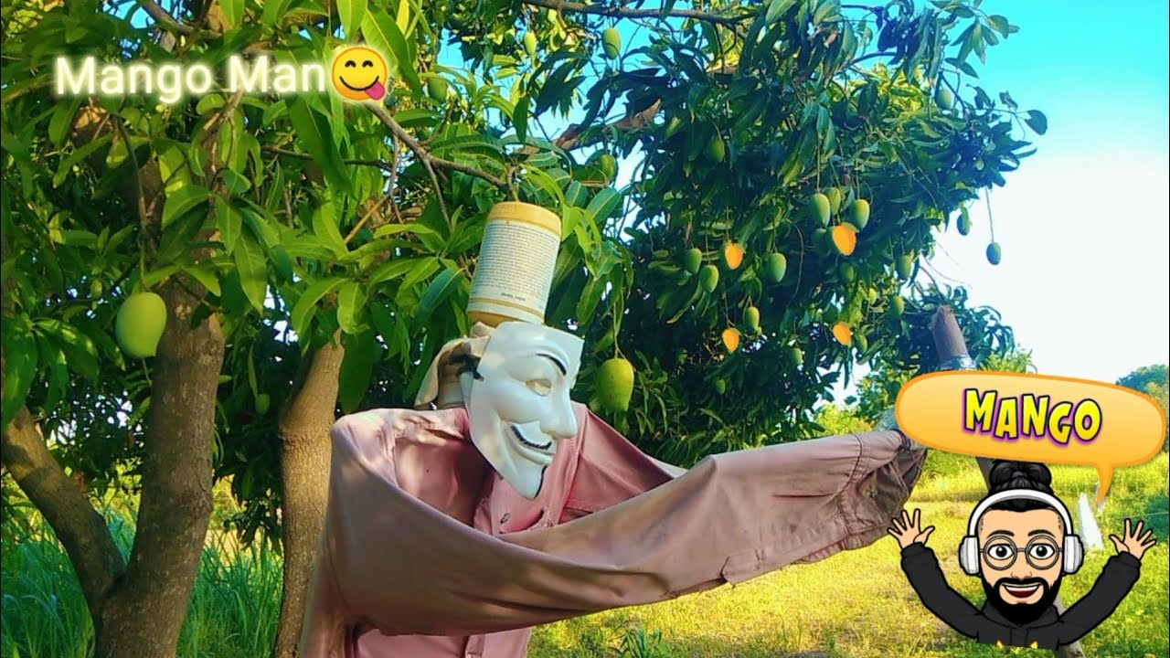 🤤Mango In My Farm😋With mango Man🗿 - YouTube