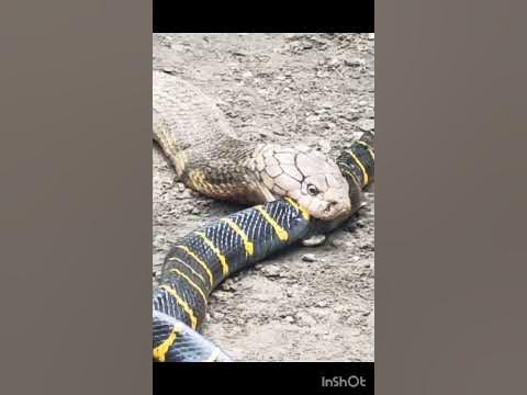 King cobra eating other snake 😳 - YouTube