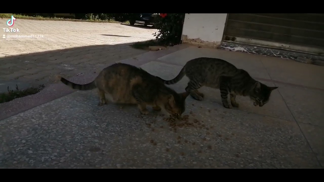 I open my bag and take out some food for the catThe cat rushes to the ...