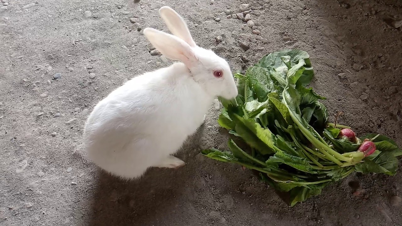 🐰Rabbits ko khane m kya de or kya na de best food for rabbits - YouTube