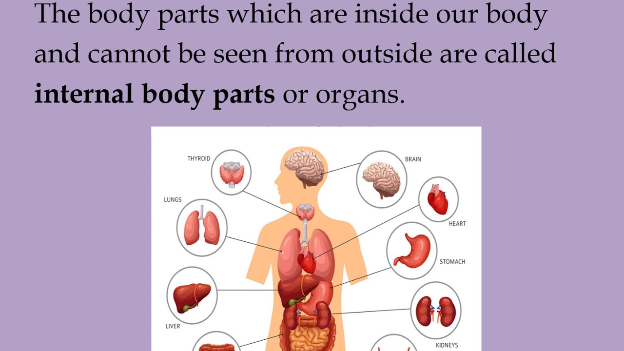 Vital parts of our body - YouTube