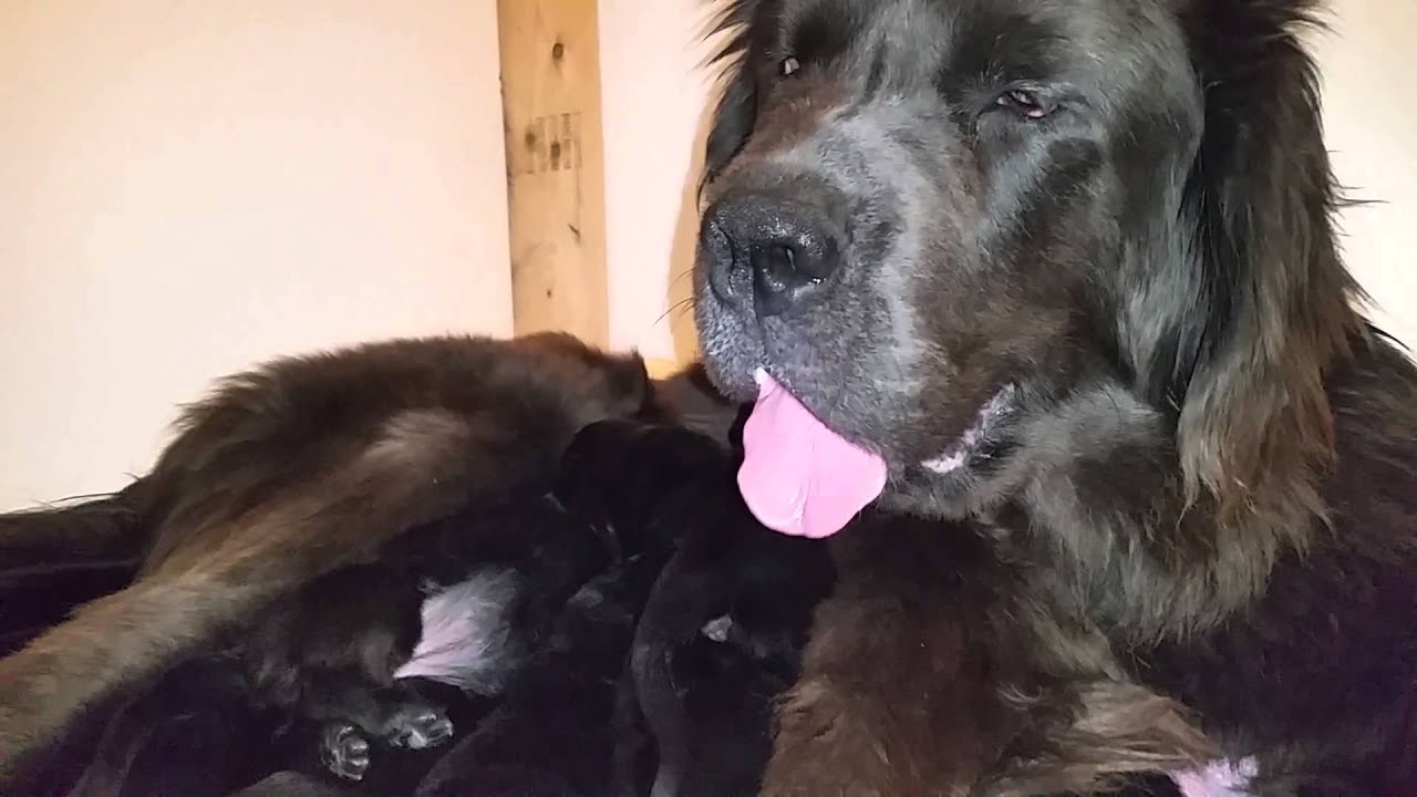 High Country Newfoundlands Newborn Puppies HAPPY BIRTHDAY 1 Week Old ...